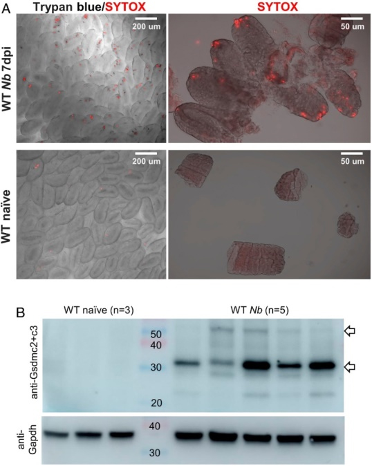 Gsdmc-Mediated Pyroptosis: A Possible Mechanism for the Clearance of ...