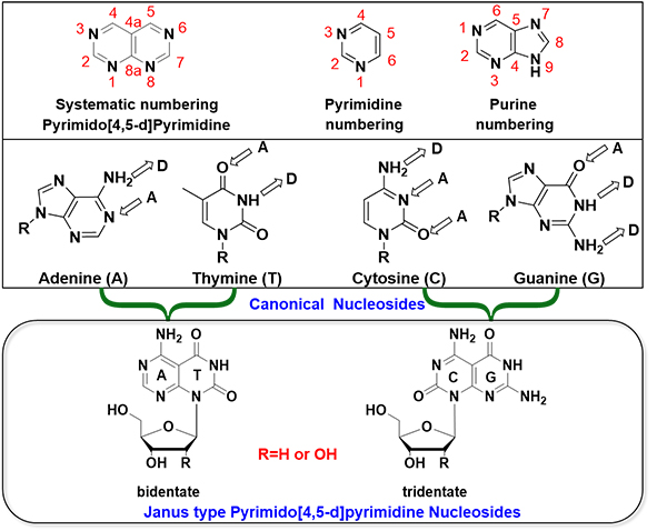 Purine Numbering